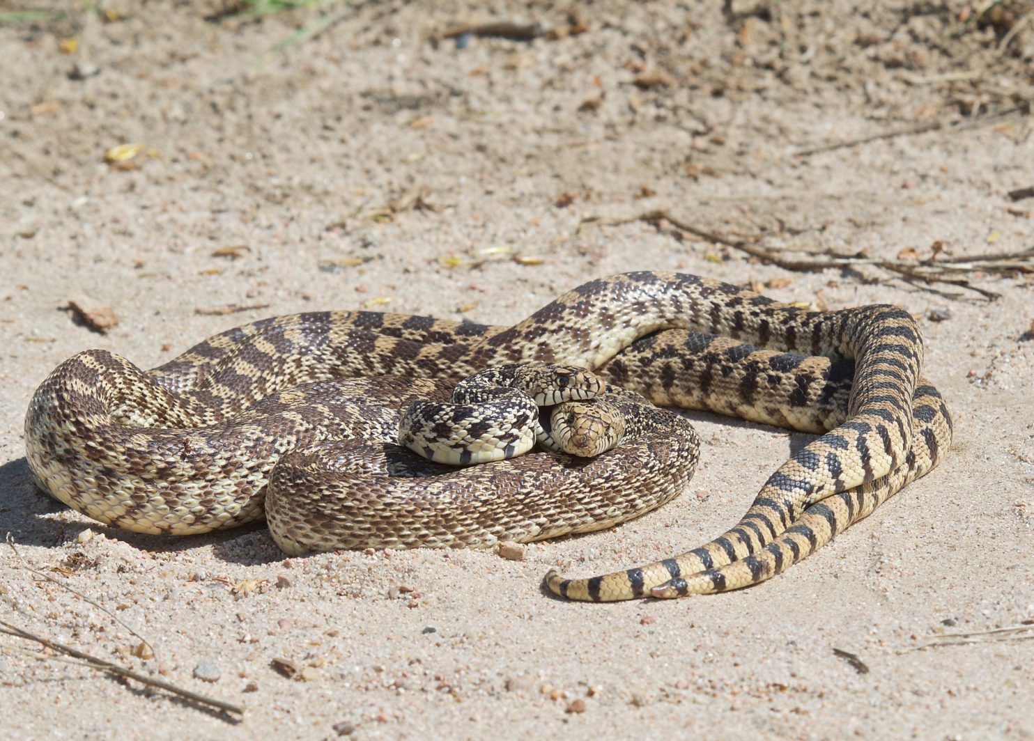 Bull Snakes - Plants and Animals of Northeast Colorado