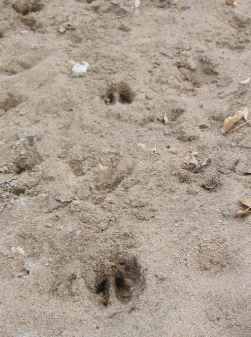 Deer Spore and Skat - Plants and Animals of Northeast Colorado