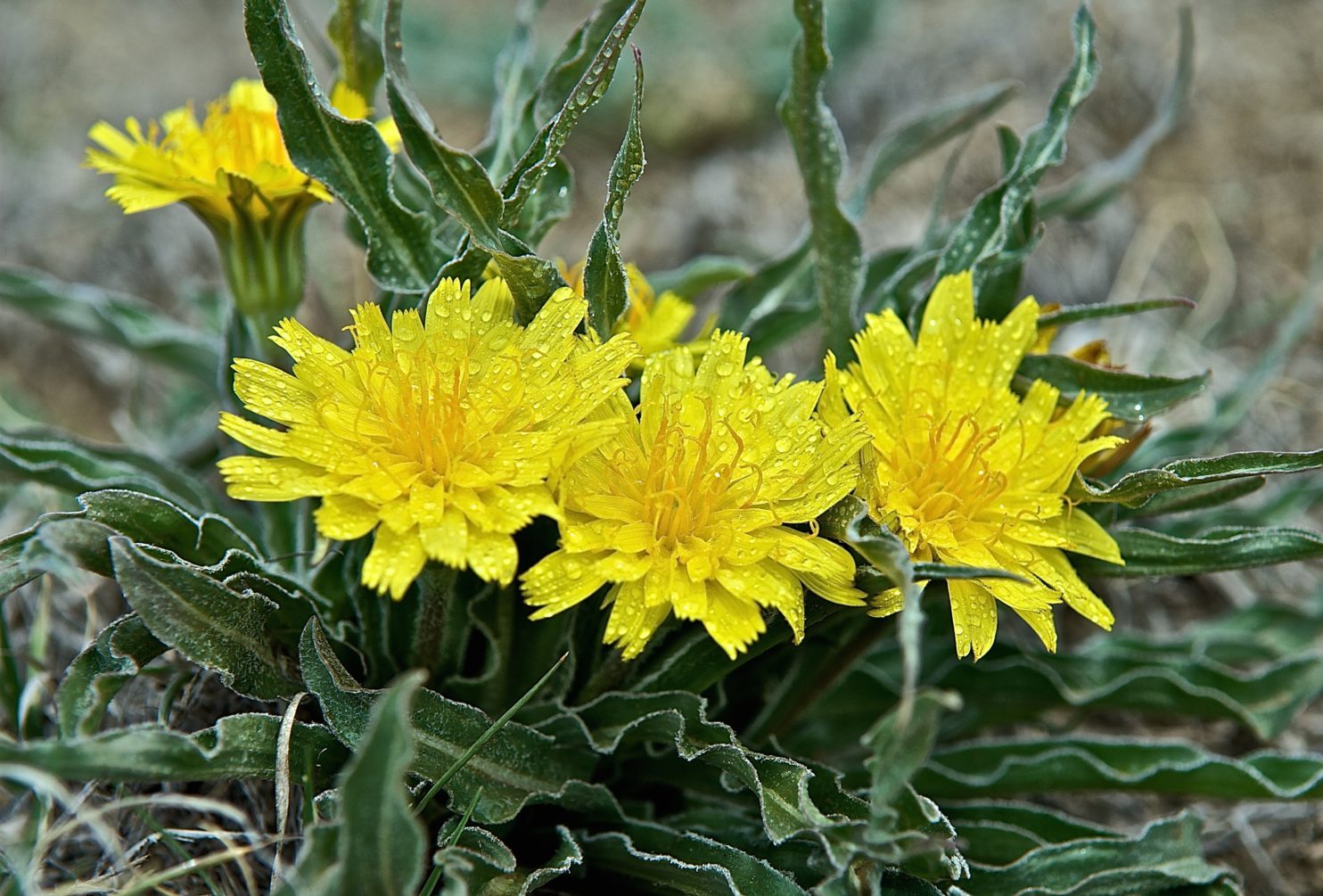 Wavyleaf Dandelion (Nothocalais cuspidata) - Plants and Animals of ...