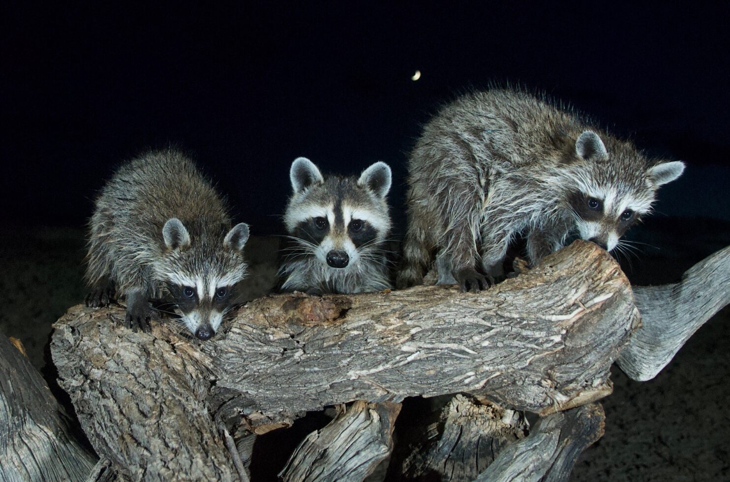 Raccoons - Plants and Animals of Northeast Colorado