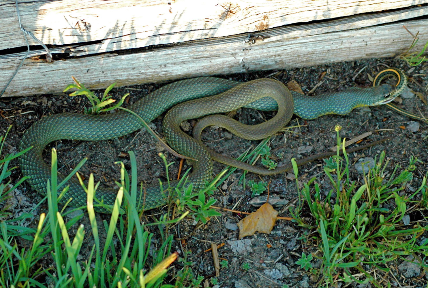 Yellow-Bellied Racer - Plants and Animals of Northeast Colorado