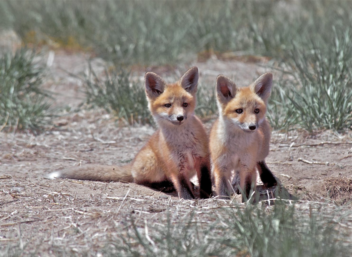 Baby Foxes - Plants and Animals of Northeast Colorado