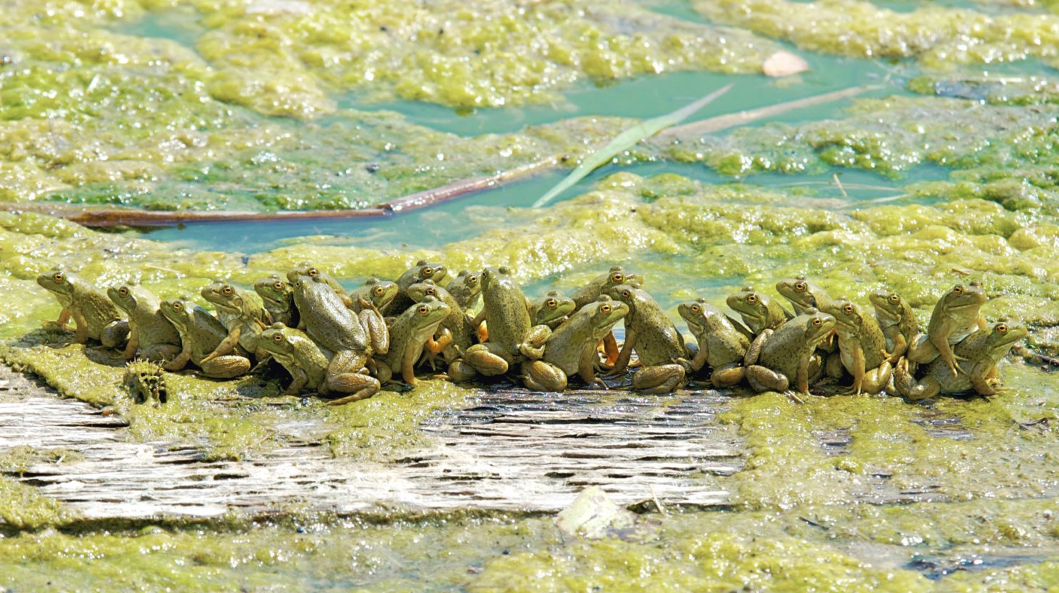 Bullfrogs in Groups - Plants and Animals of Northeast Colorado