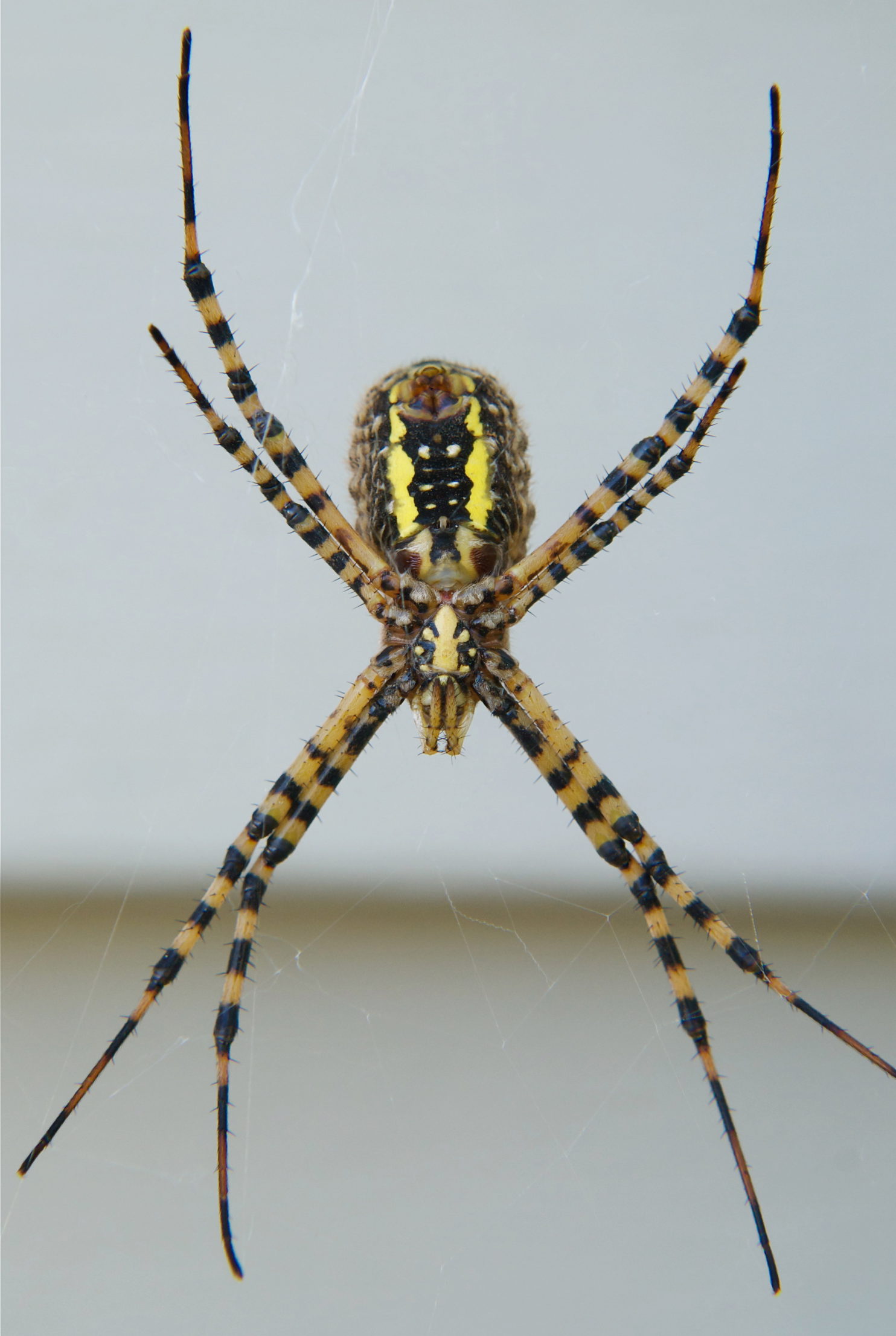 Banded Garden Spider (Argiope trifasciata) - Plants and Animals of ...