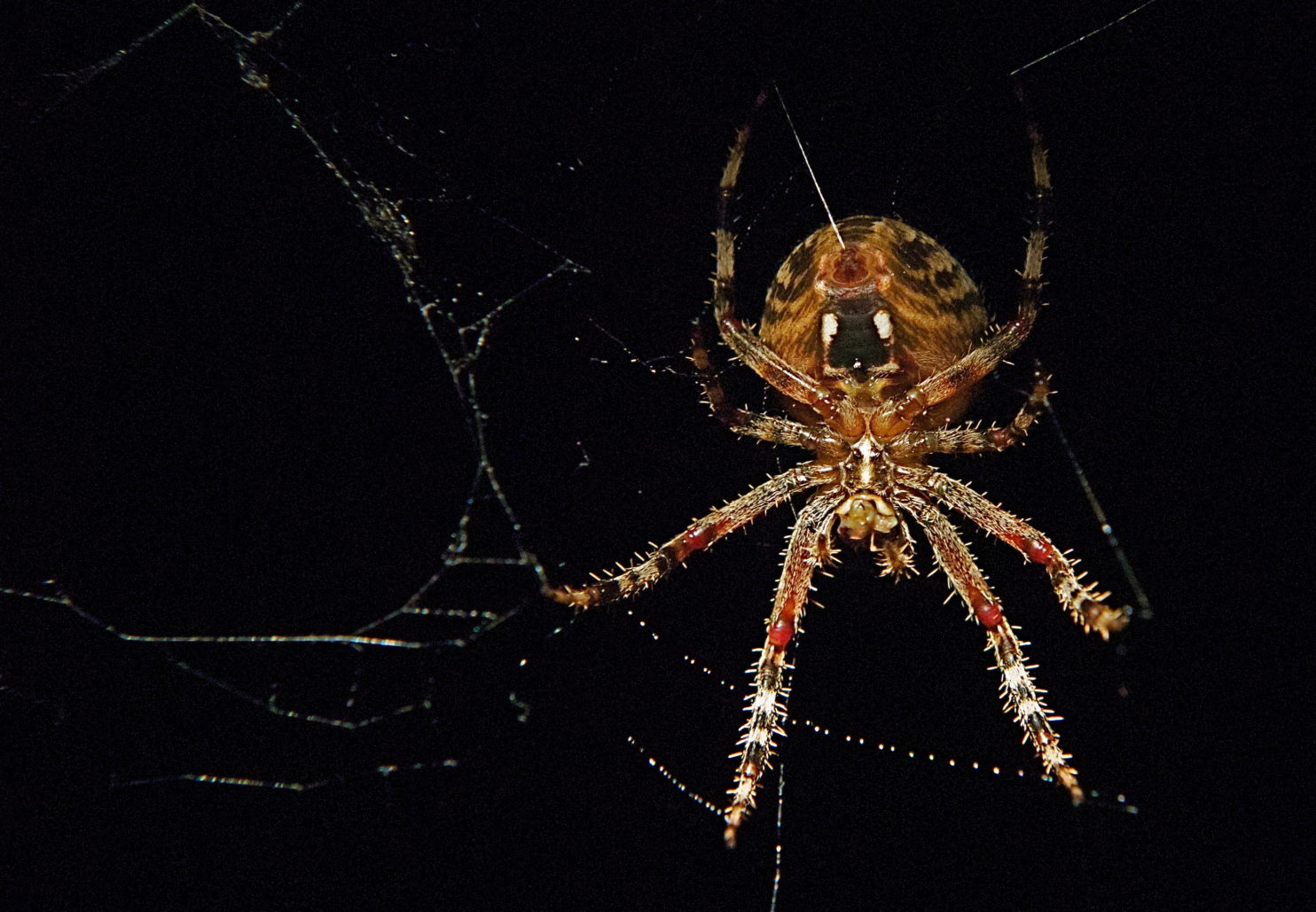 Arabesque Orb-weaver (Neoscona arabesca) - Plants and Animals of ...