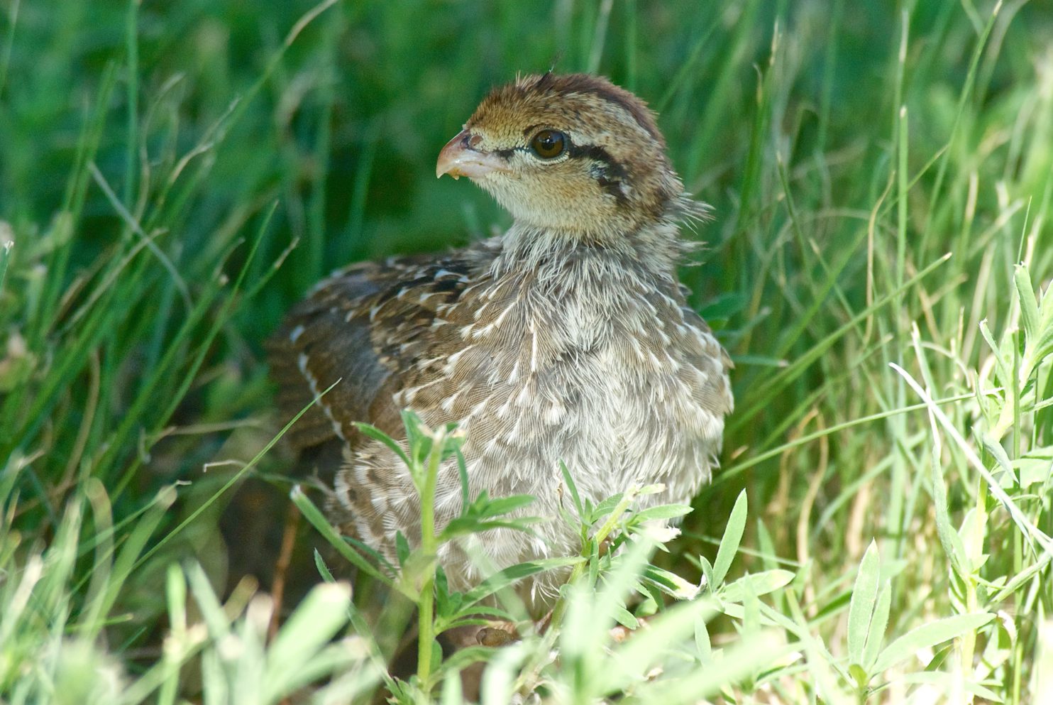 Bobwhite Quail - Plants and Animals of Northeast Colorado