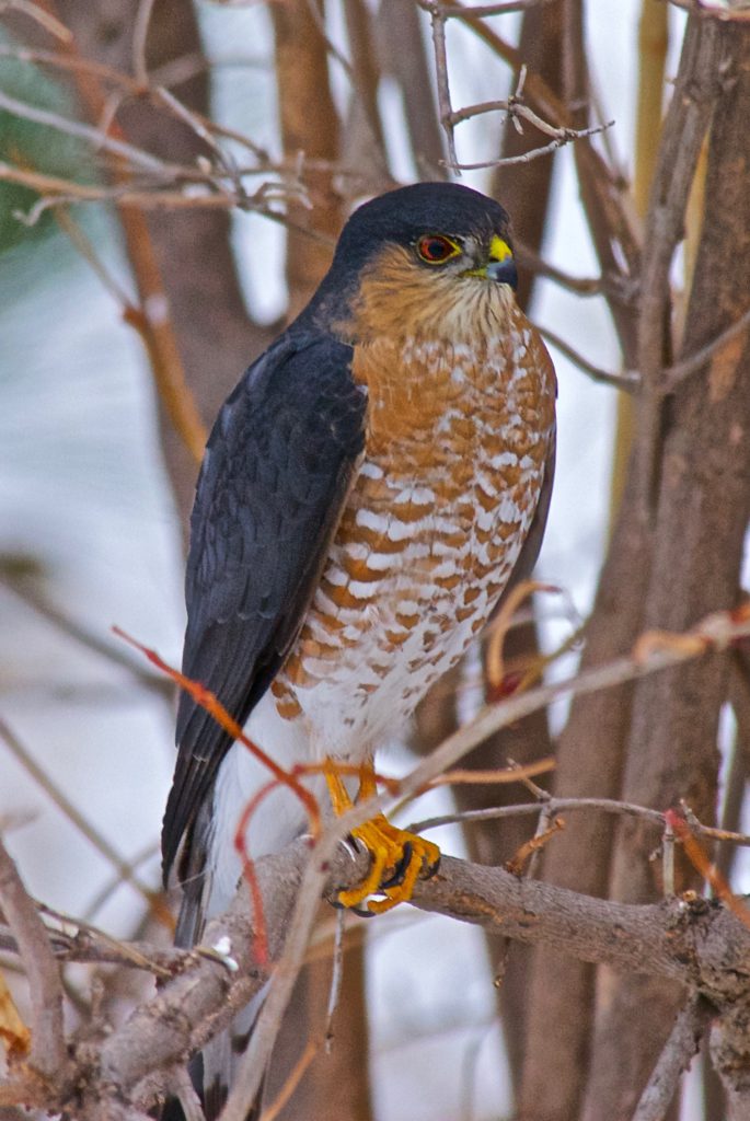 Sharp-Shinned and Cooper's Hawks - Plants and Animals of Northeast Colorado