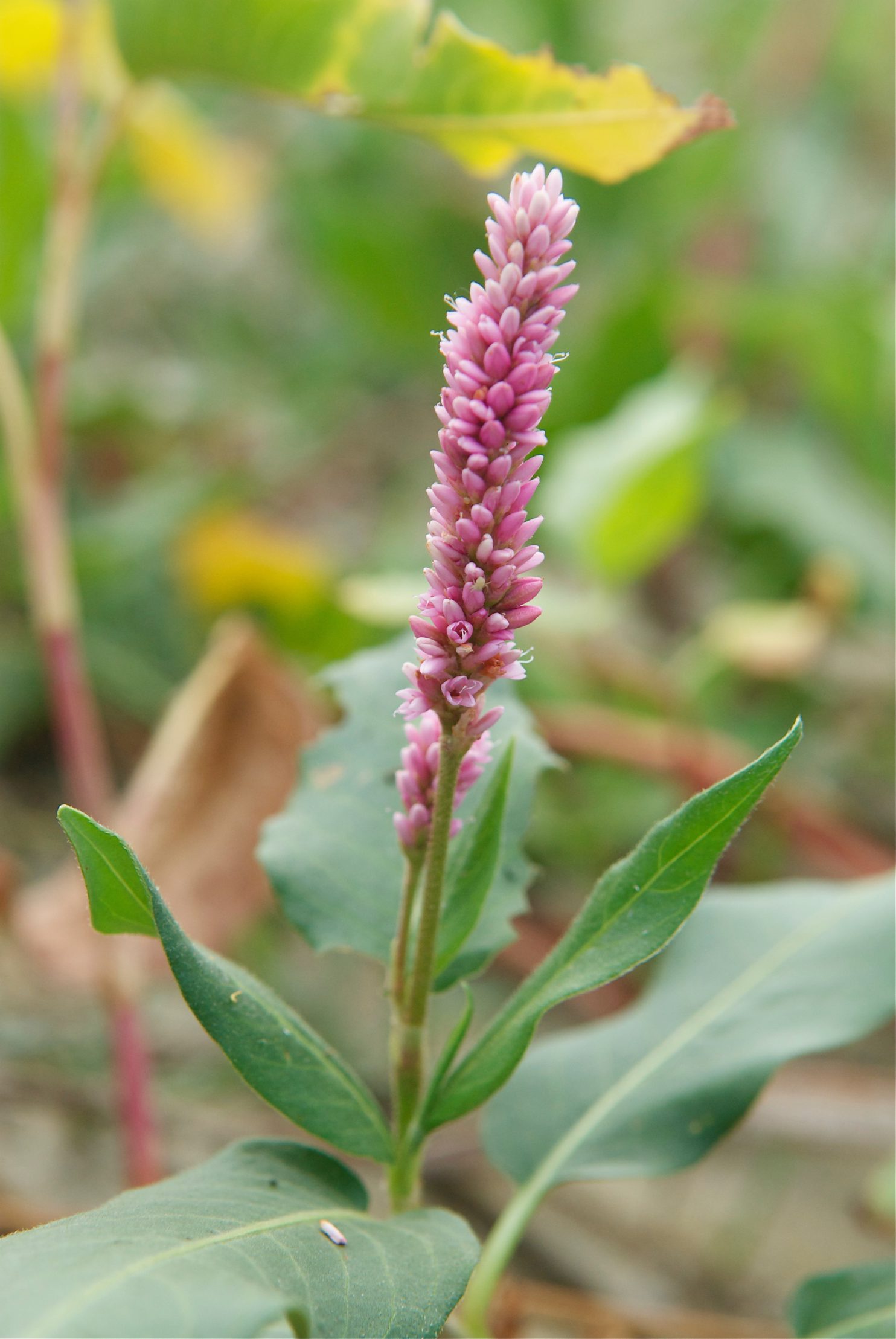 Pink Smartweed (Polygonum sp.) - Plants and Animals of Northeast Colorado