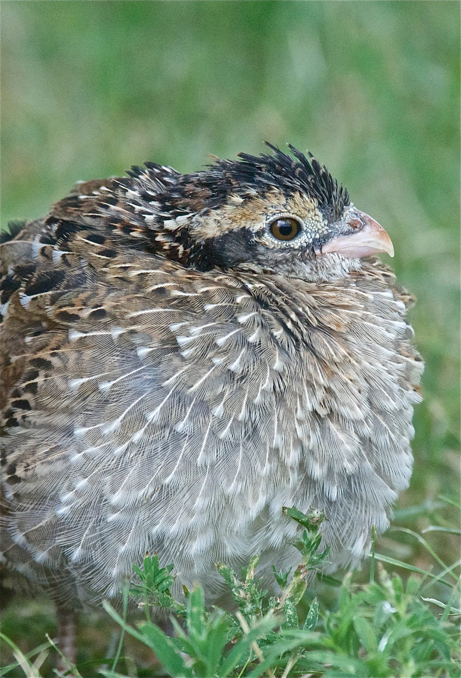 Bobwhite Quail - Plants and Animals of Northeast Colorado