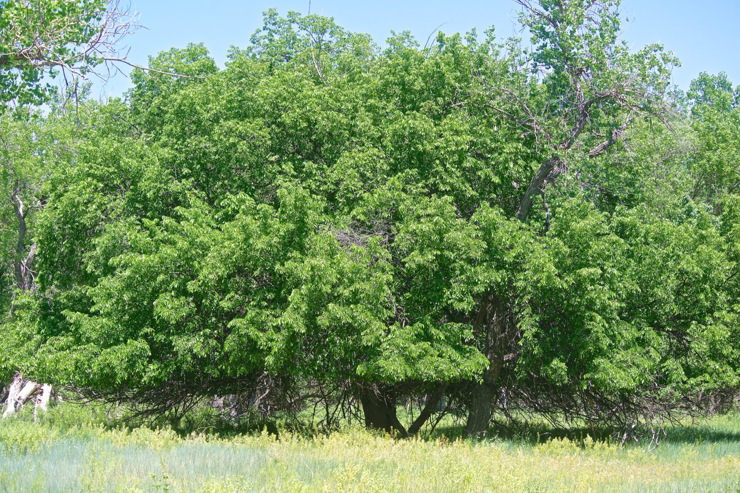 Elm Trees - Plants and Animals of Northeast Colorado