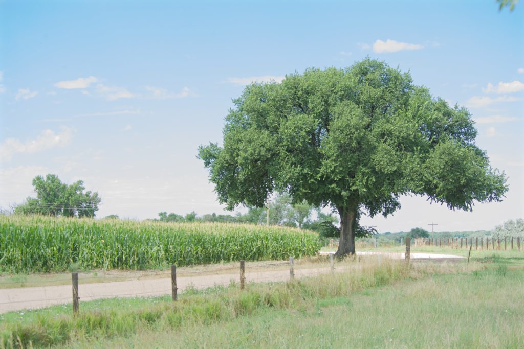 Elm Trees - Plants and Animals of Northeast Colorado