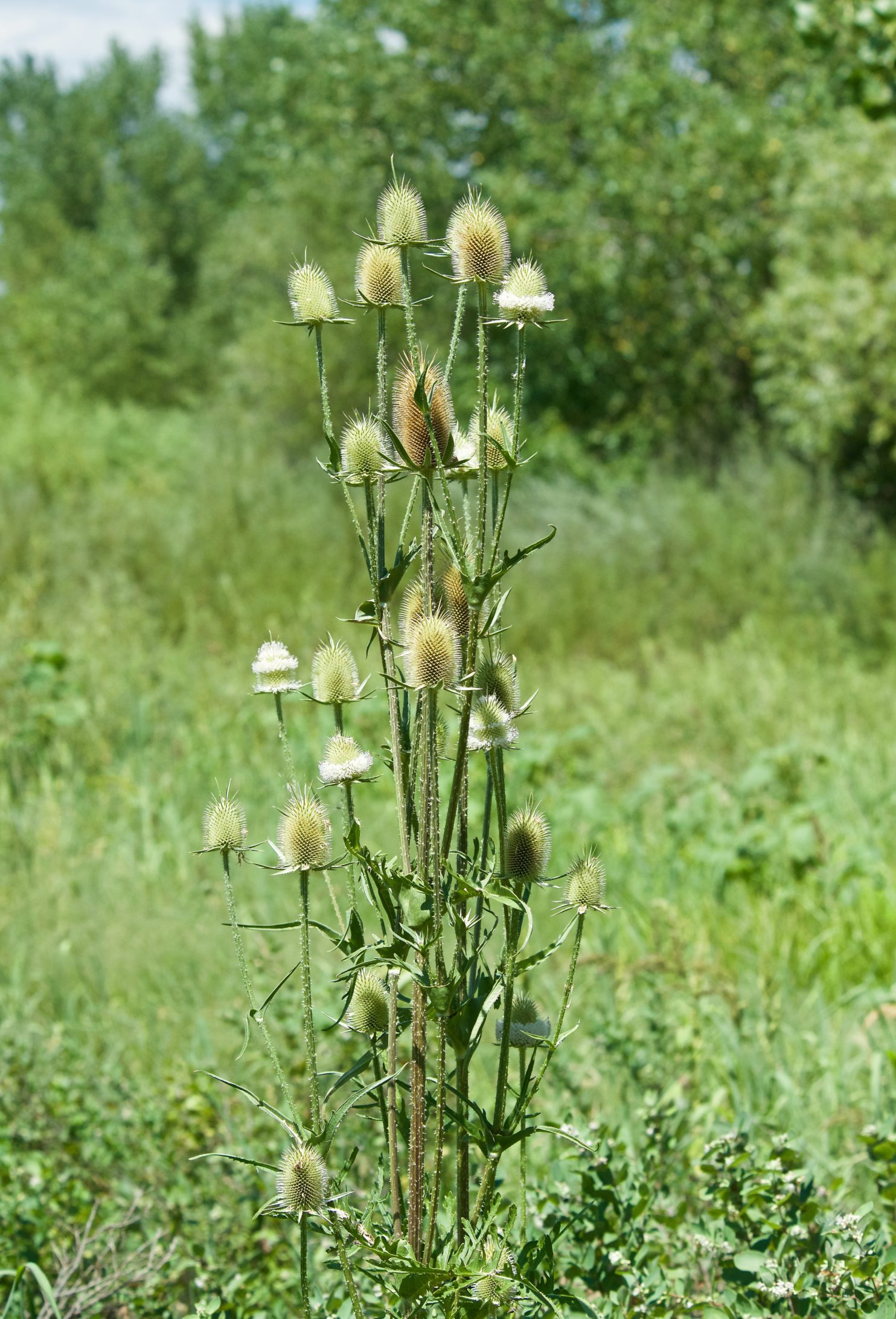 Teasel (Dipsacus fullonum) - Plants and Animals of Northeast Colorado