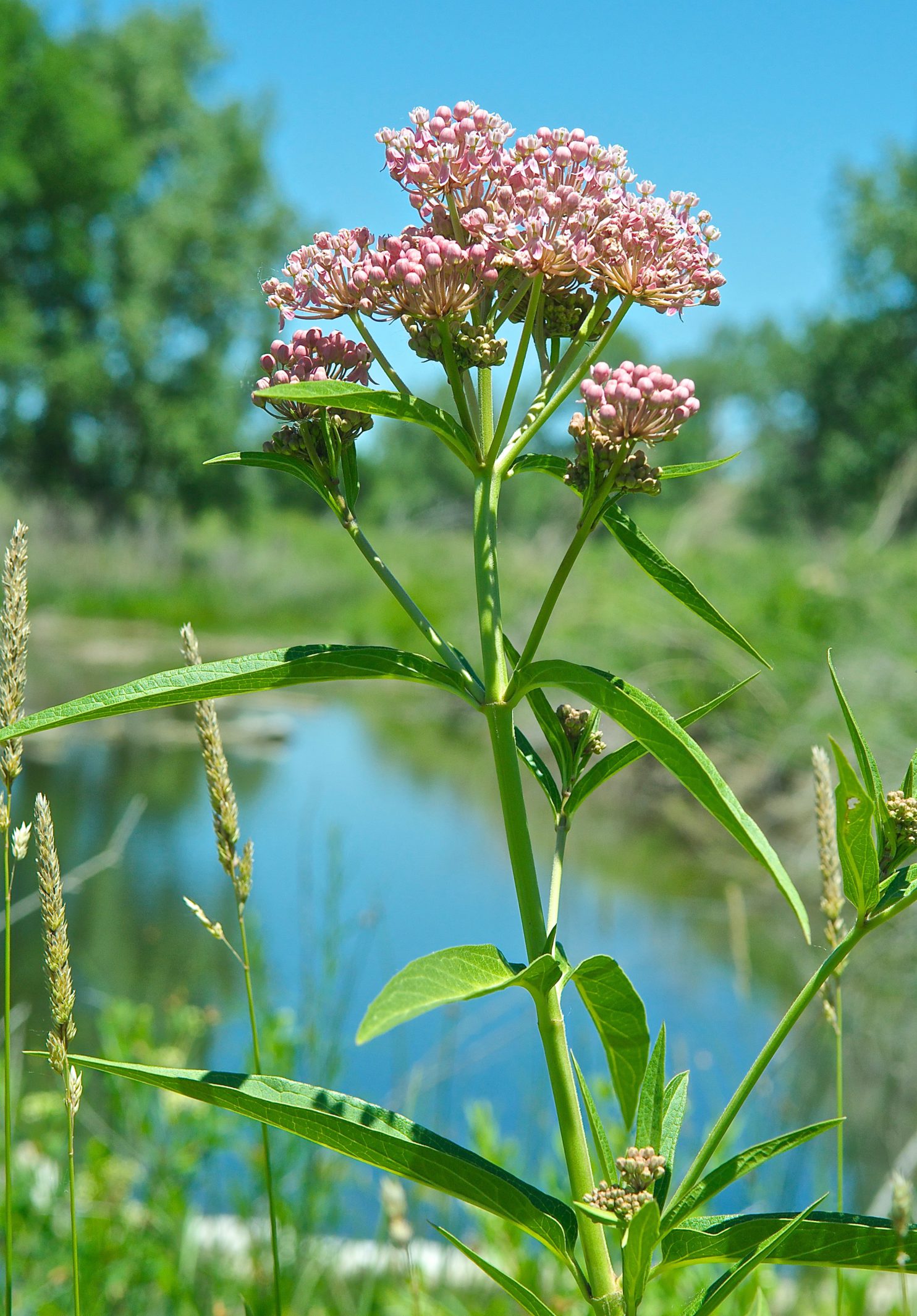 Swamp Milkweed (Asclepias incarnata) - Plants and Animals of Northeast ...