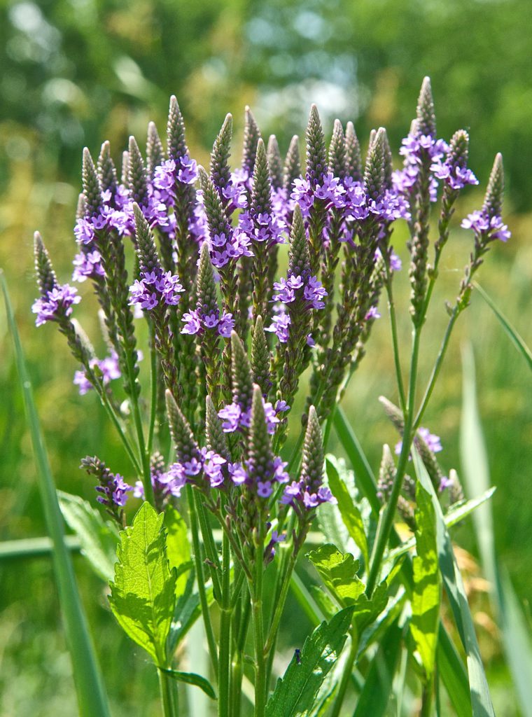 Blue Vervain (Swamp Verbena) Verbena hastata - Plants and Animals of ...