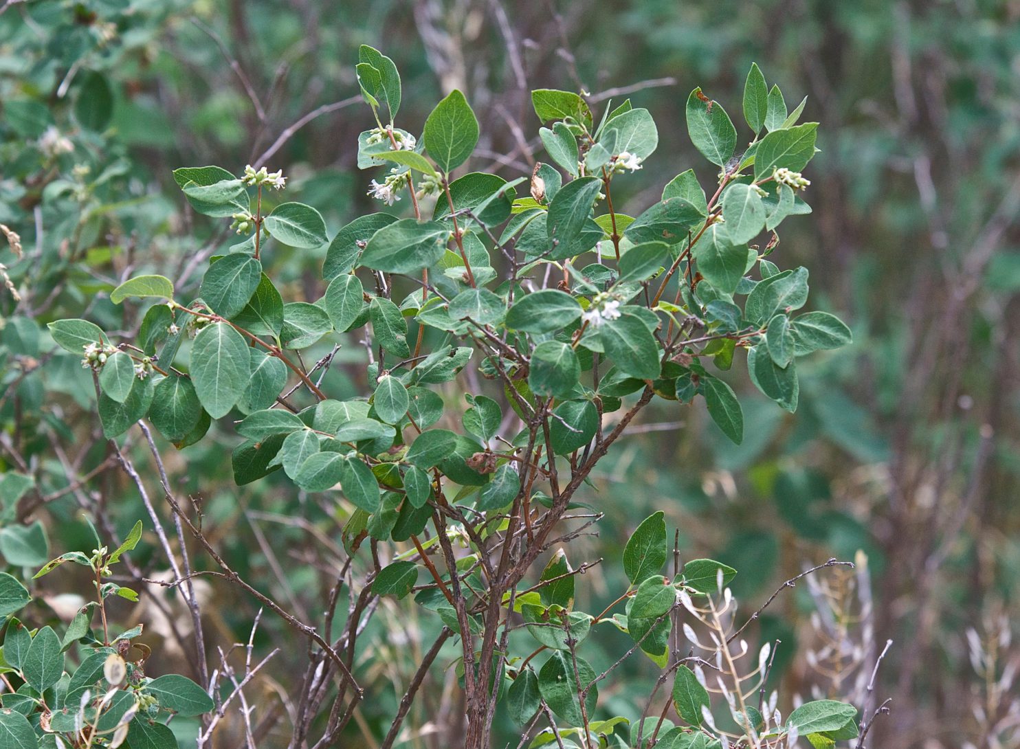 Western Snowberry (Symphoricarpos occidentalis) - Plants and Animals of ...