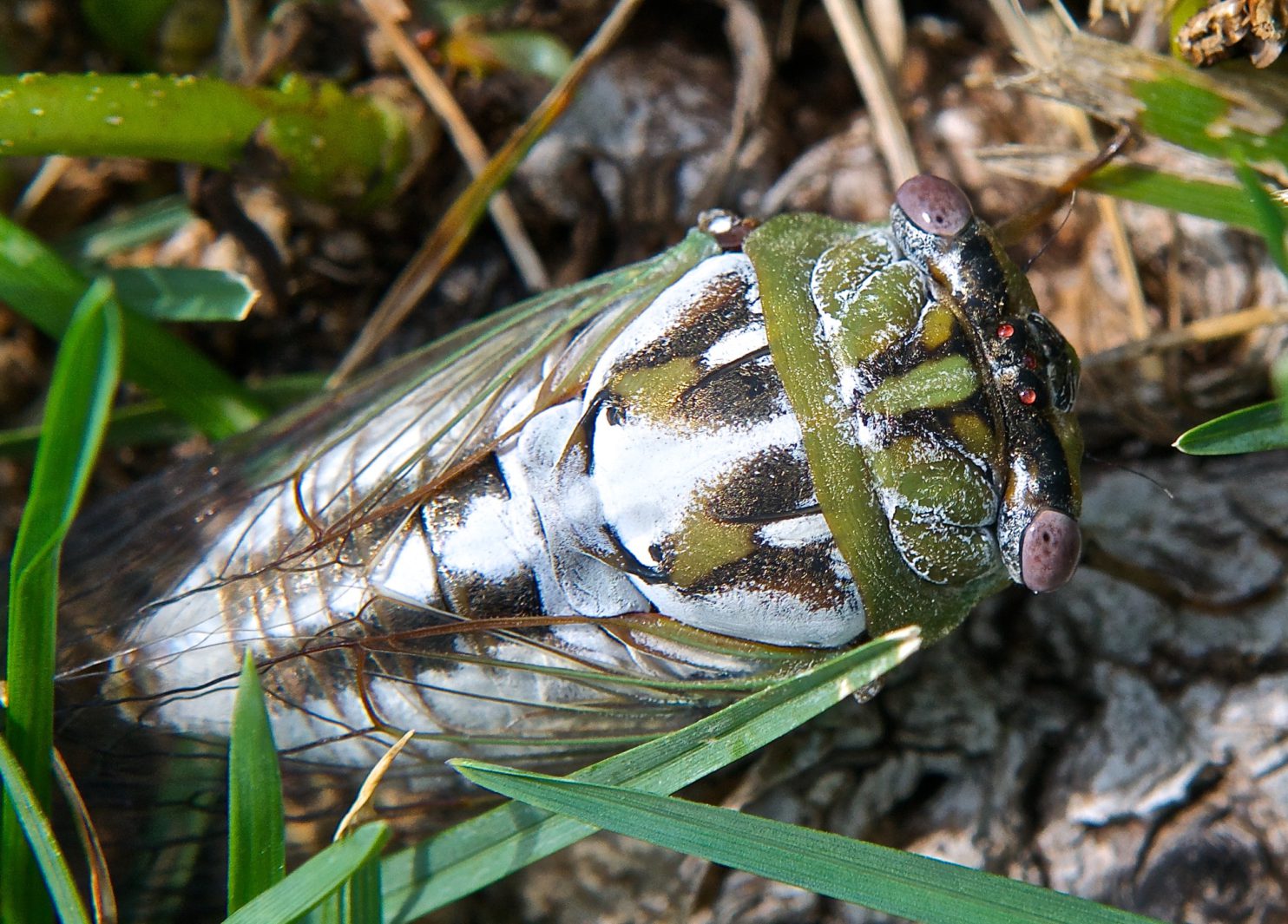 Cicada (Tibicen dealbatus) - Plants and Animals of Northeast Colorado