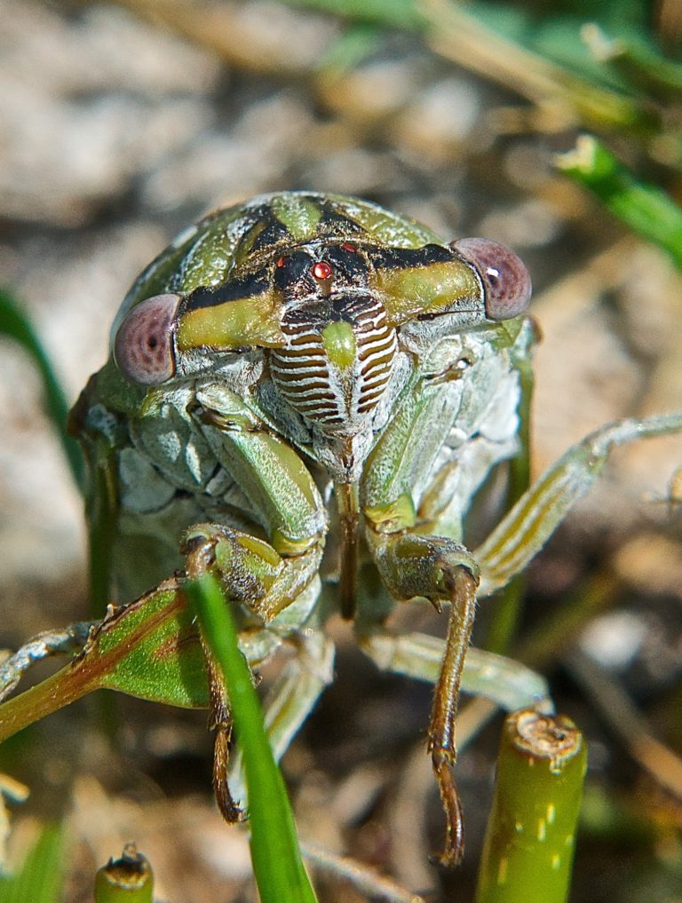 Cicada (Tibicen dealbatus) - Plants and Animals of Northeast Colorado