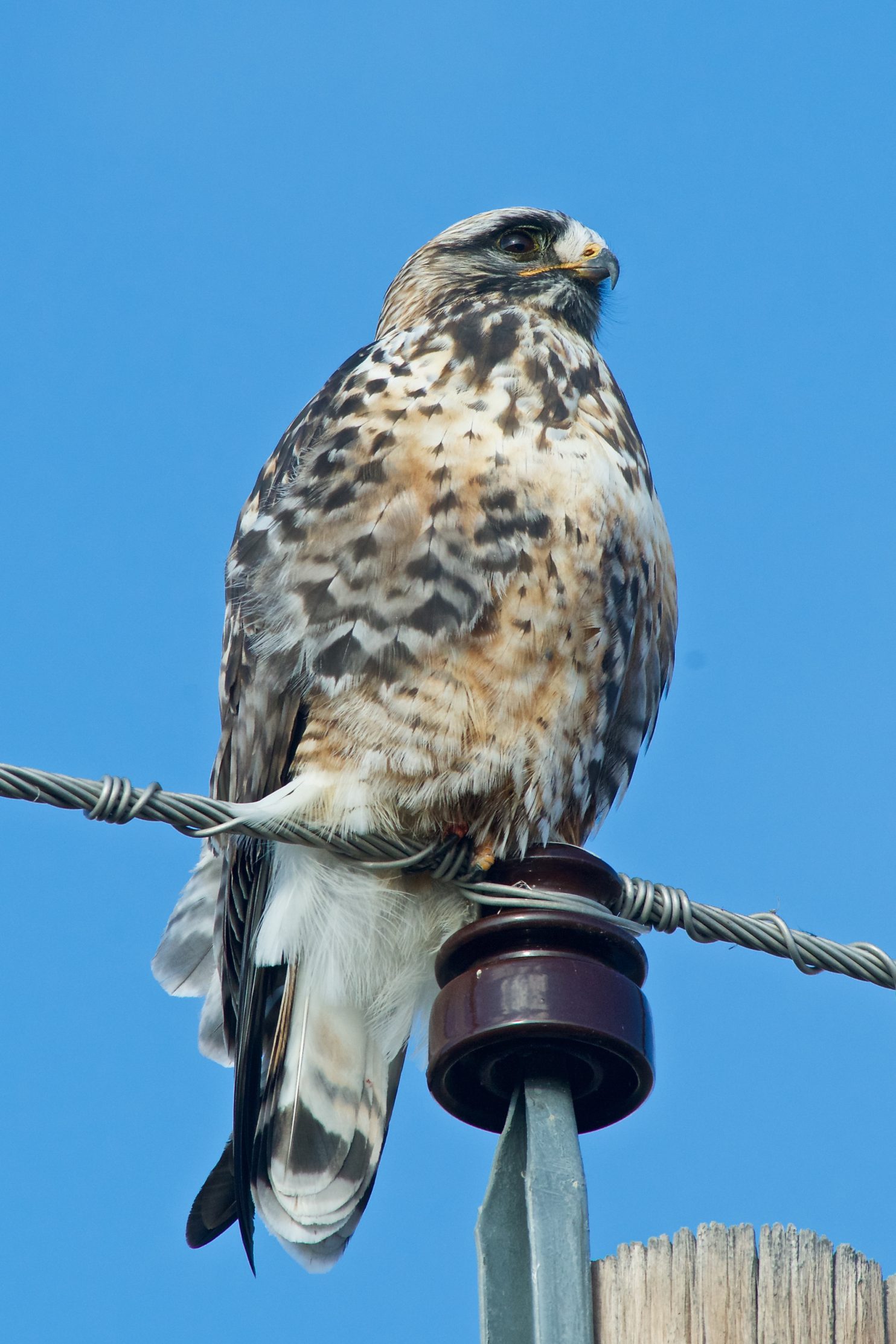 Rough-Legged Hawk - Plants and Animals of Northeast Colorado