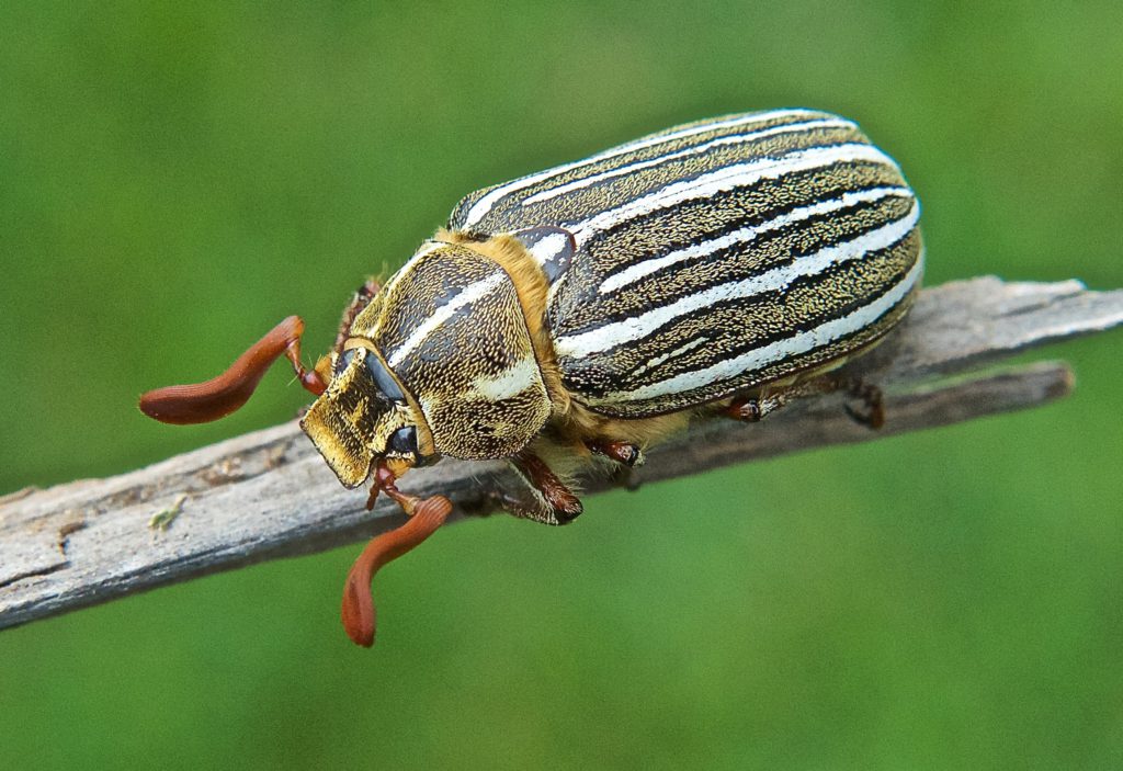 Ten-Lined June Beetle - Plants and Animals of Northeast Colorado