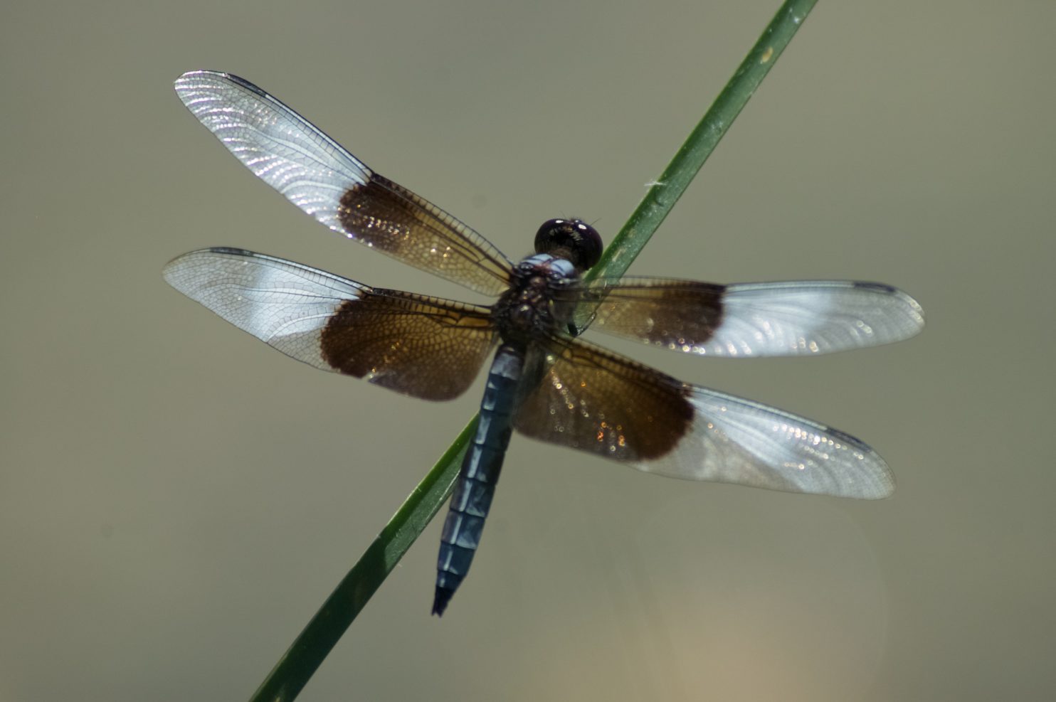 Dragonflies - Plants and Animals of Northeast Colorado