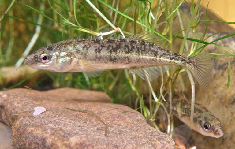 Stickleback Minnow - Plants and Animals of Northeast Colorado