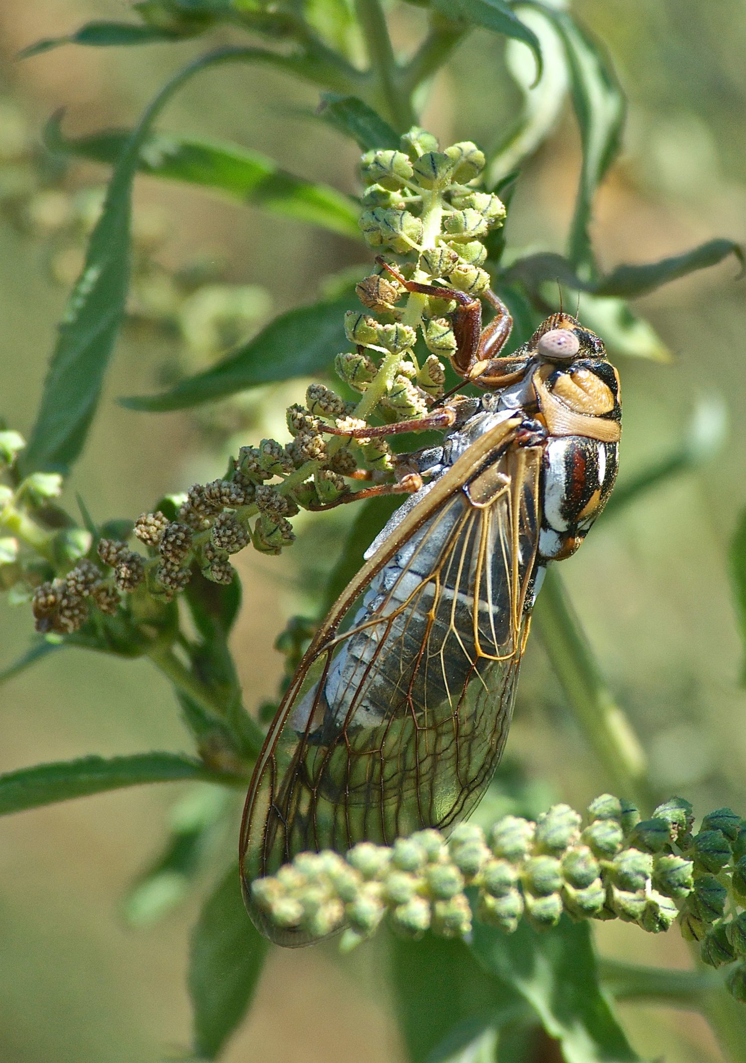 Cicada (Tibicen dealbatus) - Plants and Animals of Northeast Colorado