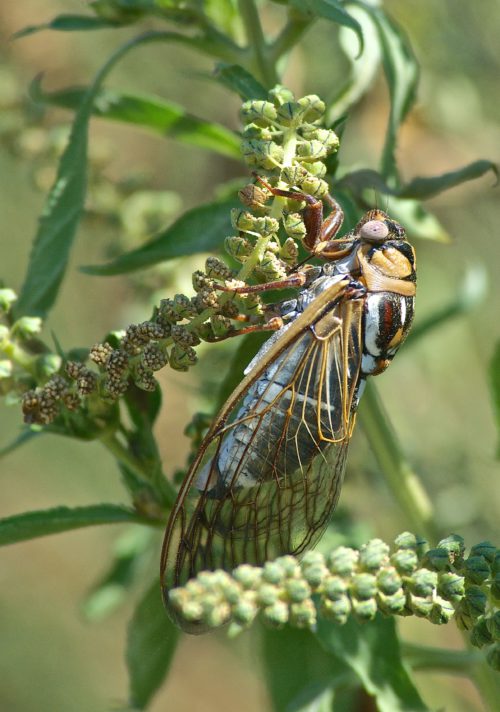 Cicada (Tibicen dealbatus) - Plants and Animals of Northeast Colorado