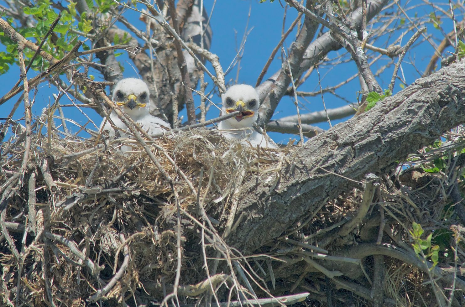 Ferruginous Hawk - Plants and Animals of Northeast Colorado