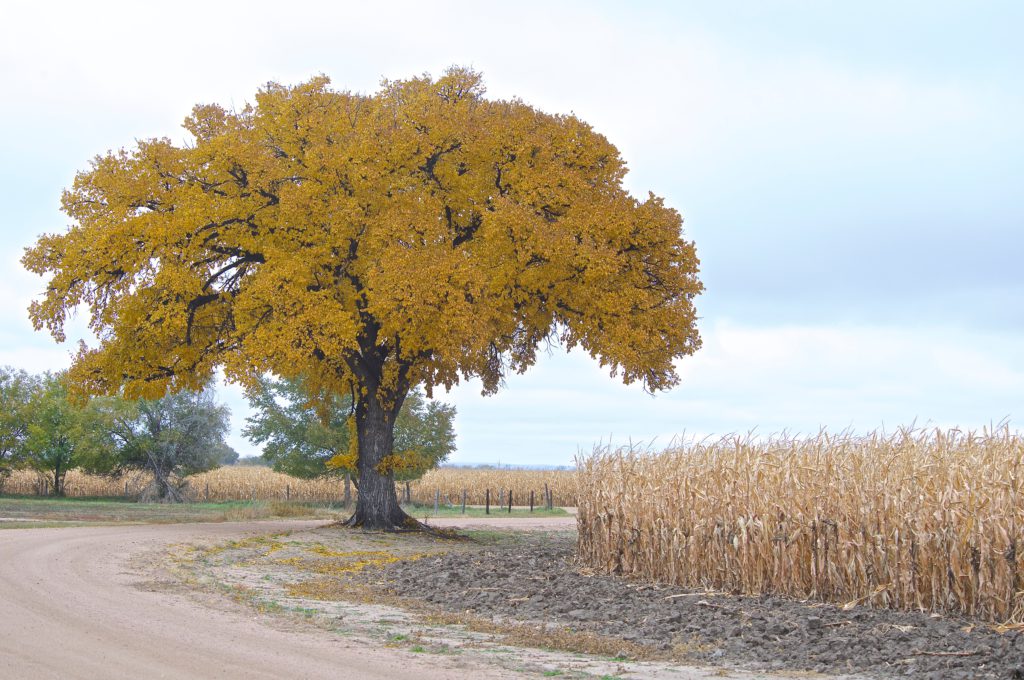 Elm Trees - Plants and Animals of Northeast Colorado