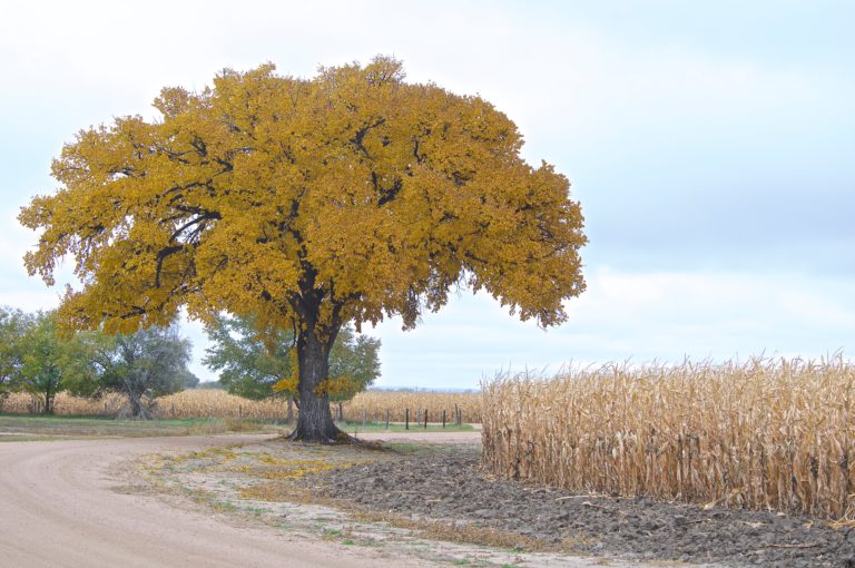 Elm Trees - Plants and Animals of Northeast Colorado