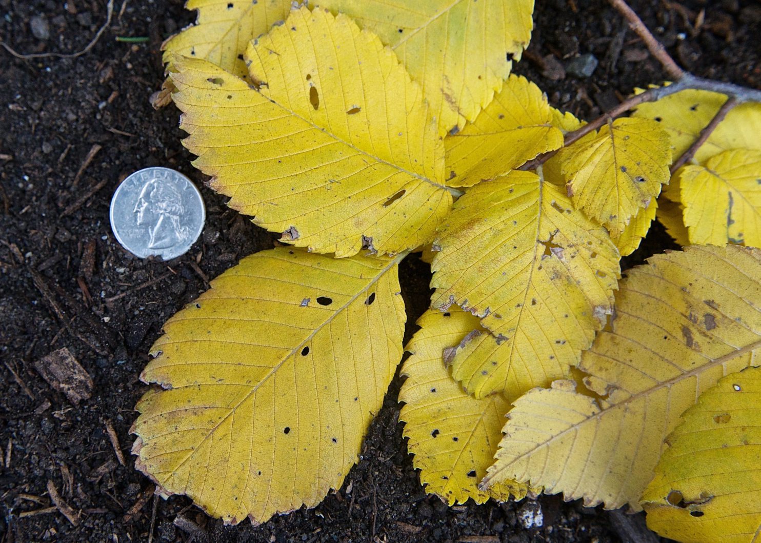Elm Trees - Plants and Animals of Northeast Colorado