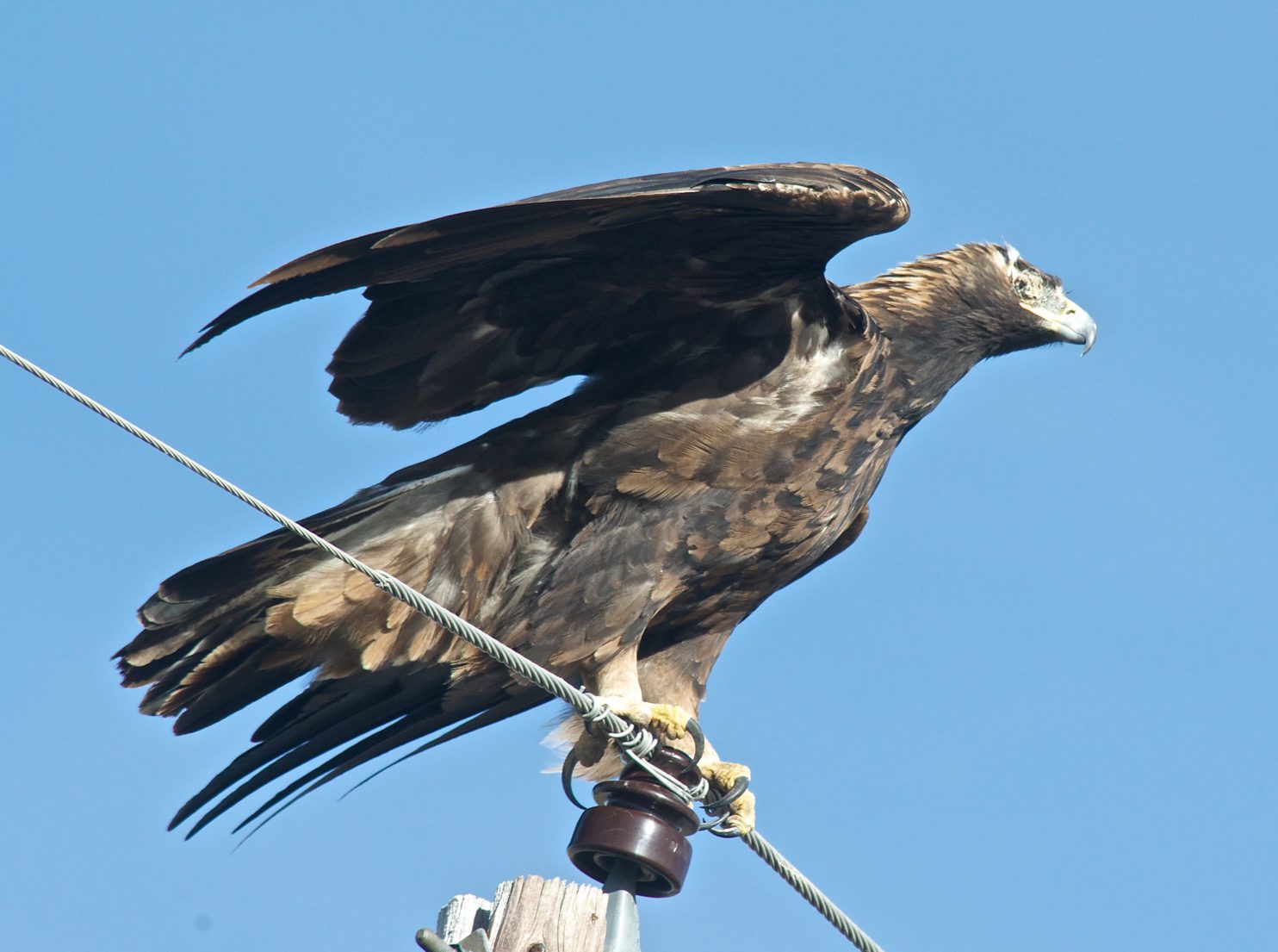 Golden Eagle - Plants and Animals of Northeast Colorado