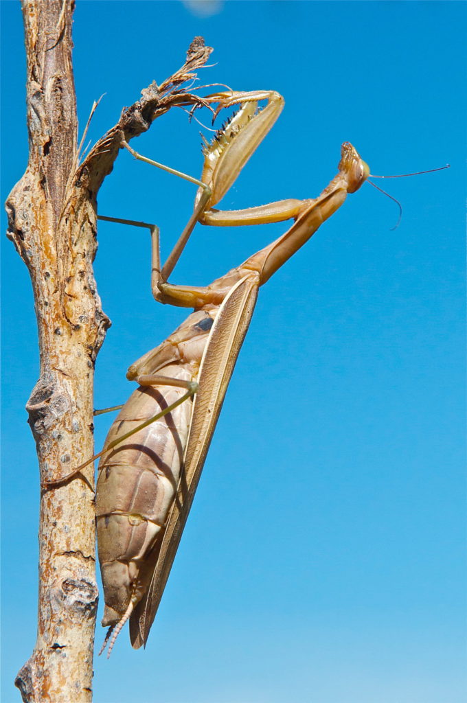 Praying Mantis - Plants and Animals of Northeast Colorado