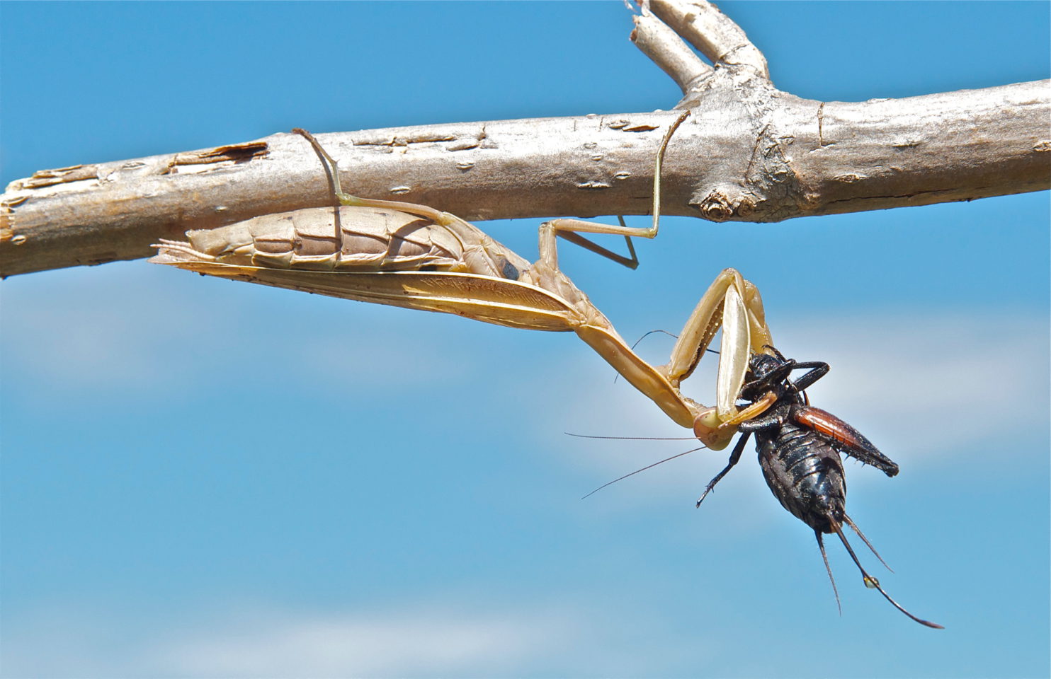 Praying Mantis - Plants and Animals of Northeast Colorado
