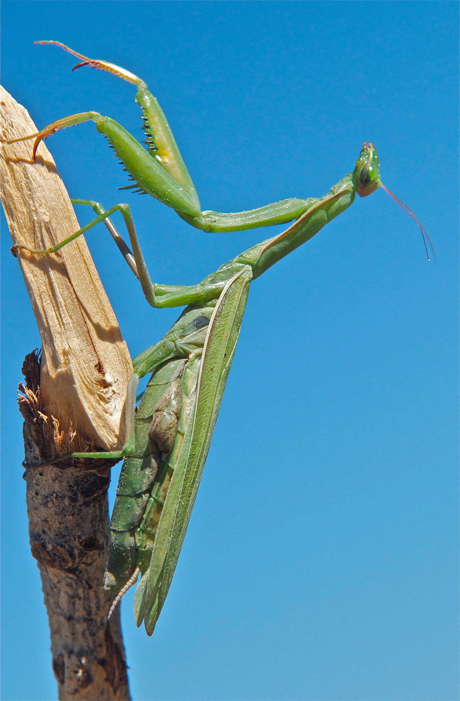 Praying Mantis - Plants and Animals of Northeast Colorado