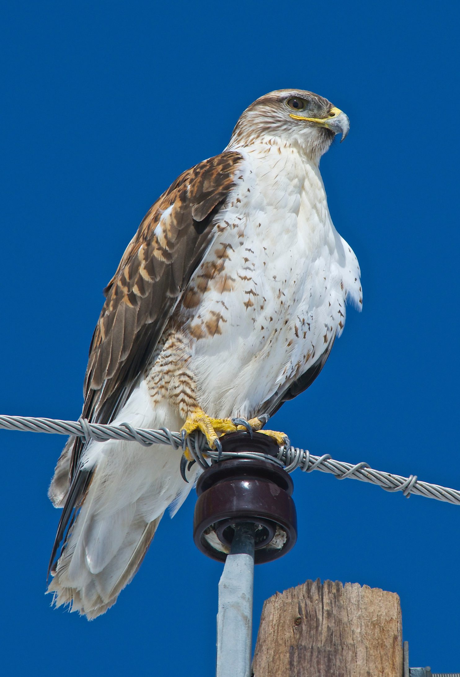 Ferruginous Hawk - Plants and Animals of Northeast Colorado