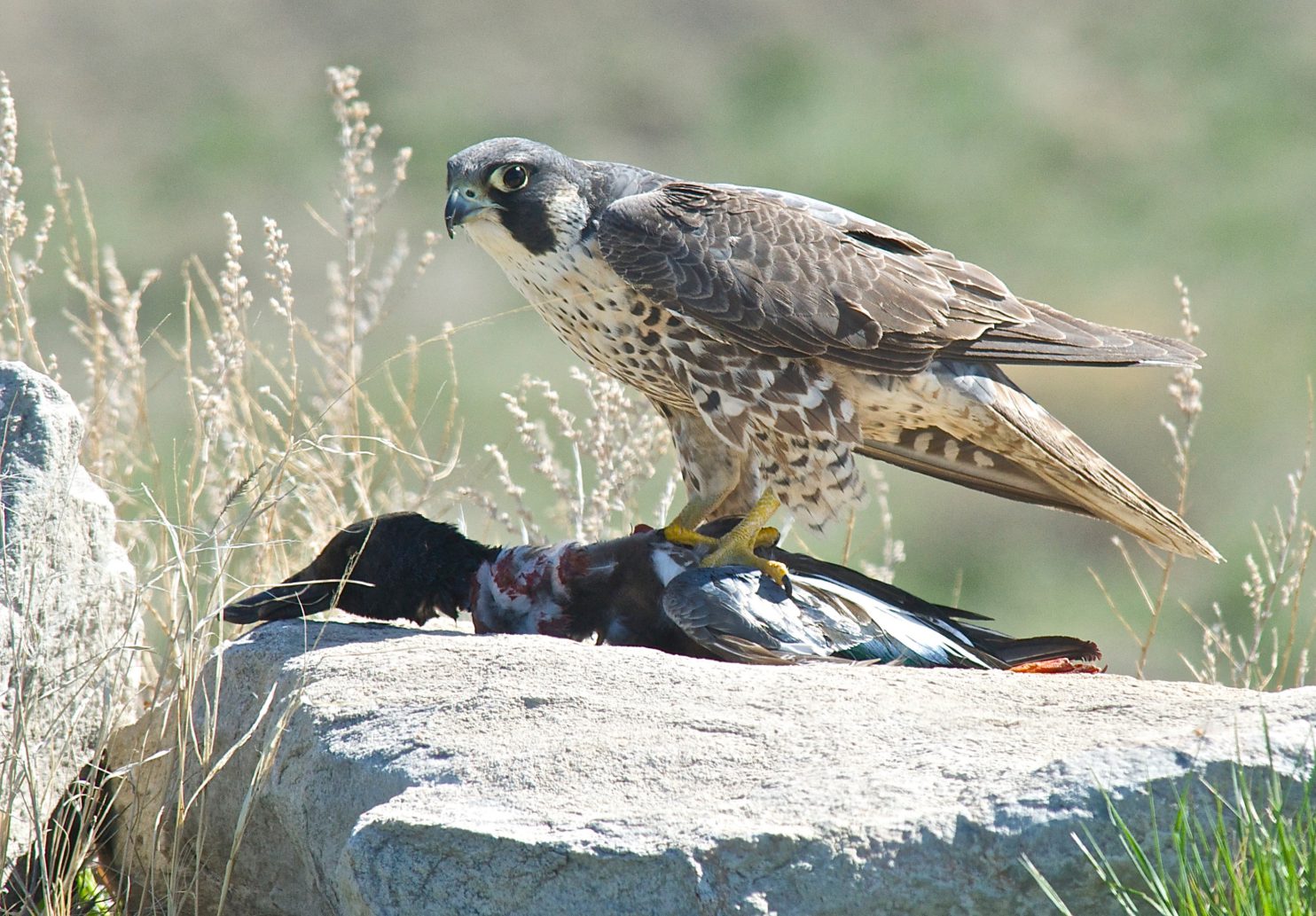 Peregrin Falcon and Prairie Falcon - Plants and Animals of Northeast ...