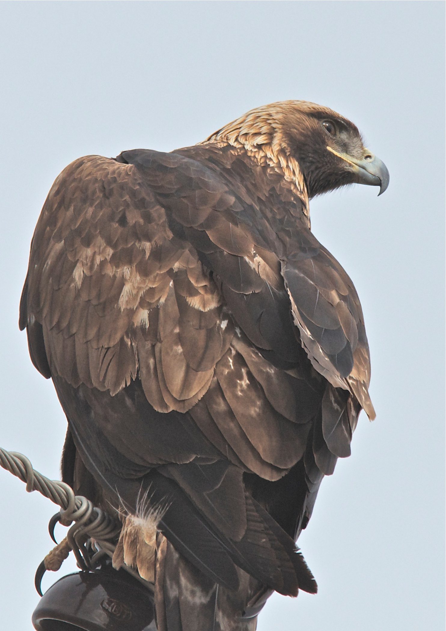 Golden Eagle - Plants and Animals of Northeast Colorado