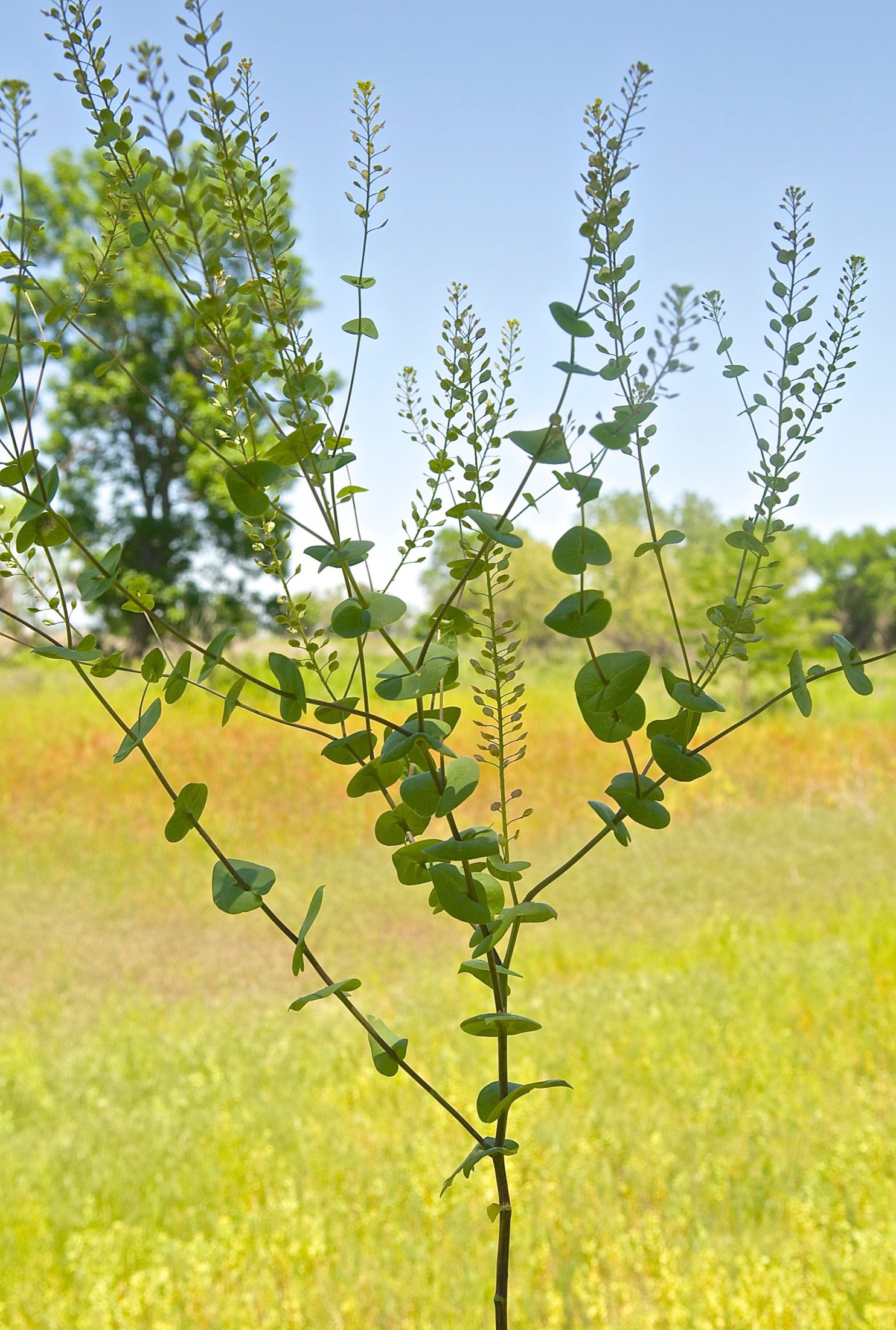 Clasping Peppergrass (Lepidium perfoliatum) - Plants and Animals of ...