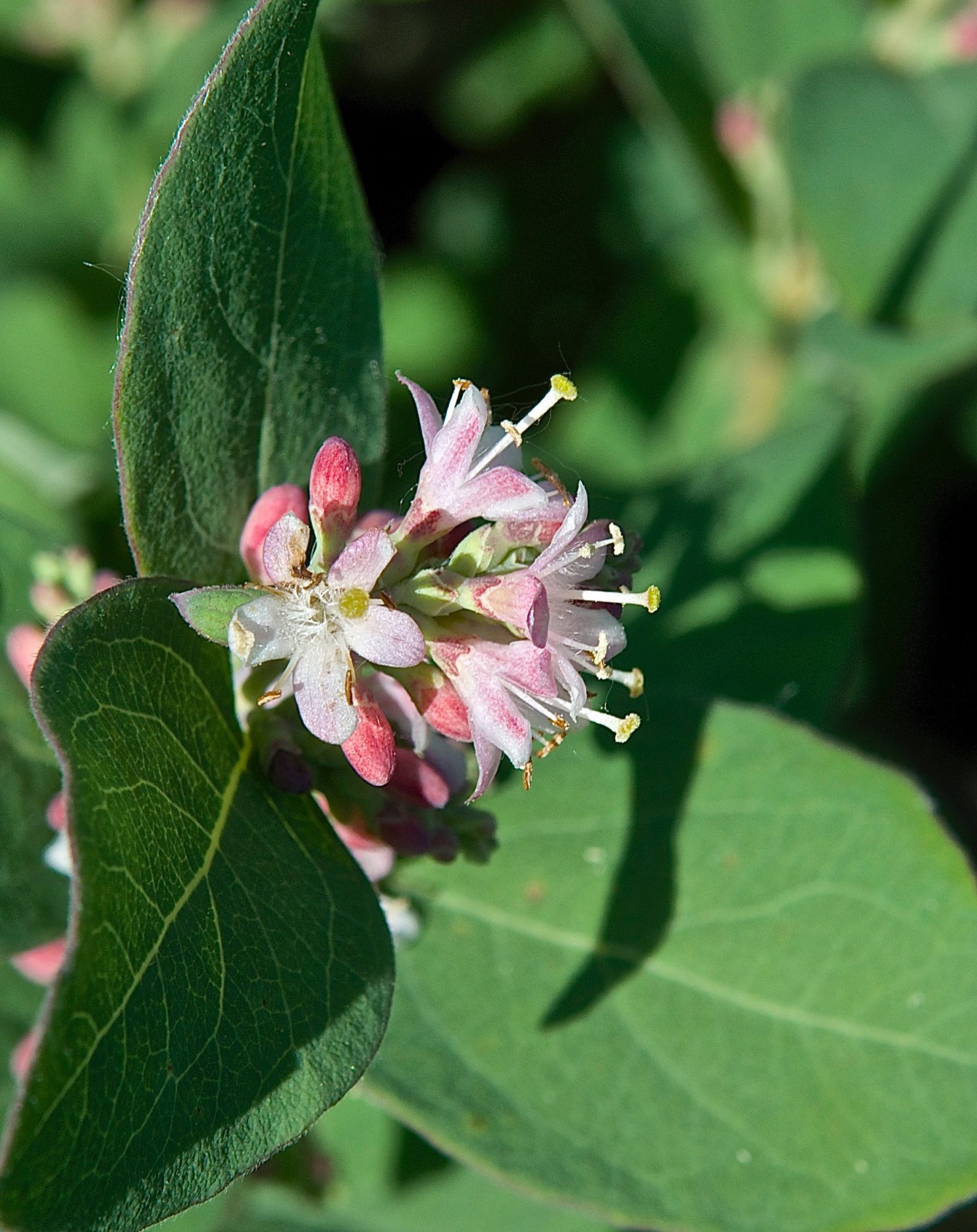 Western Snowberry (Symphoricarpos occidentalis) - Plants and Animals of ...