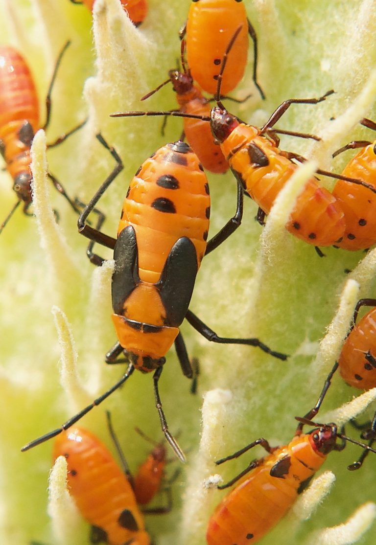 Beetles - Plants and Animals of Northeast Colorado