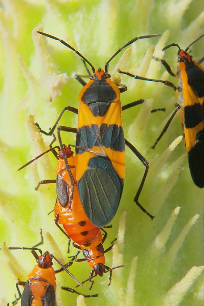 Beetles - Plants and Animals of Northeast Colorado