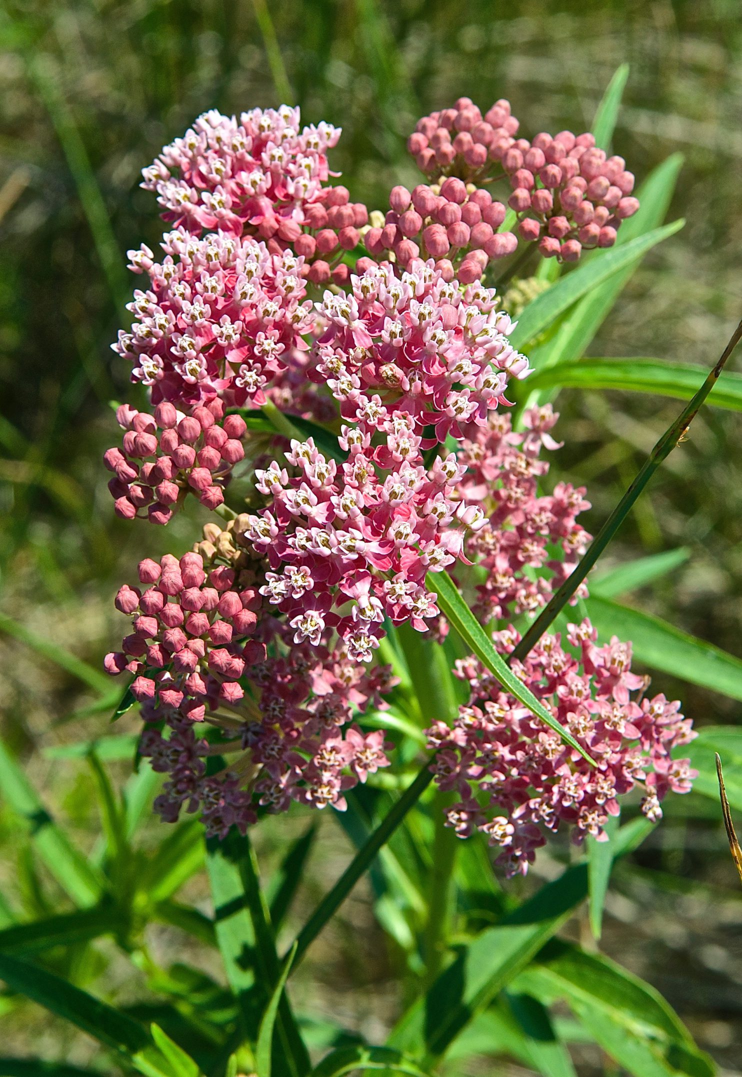 Swamp Milkweed (Asclepias incarnata) - Plants and Animals of Northeast ...
