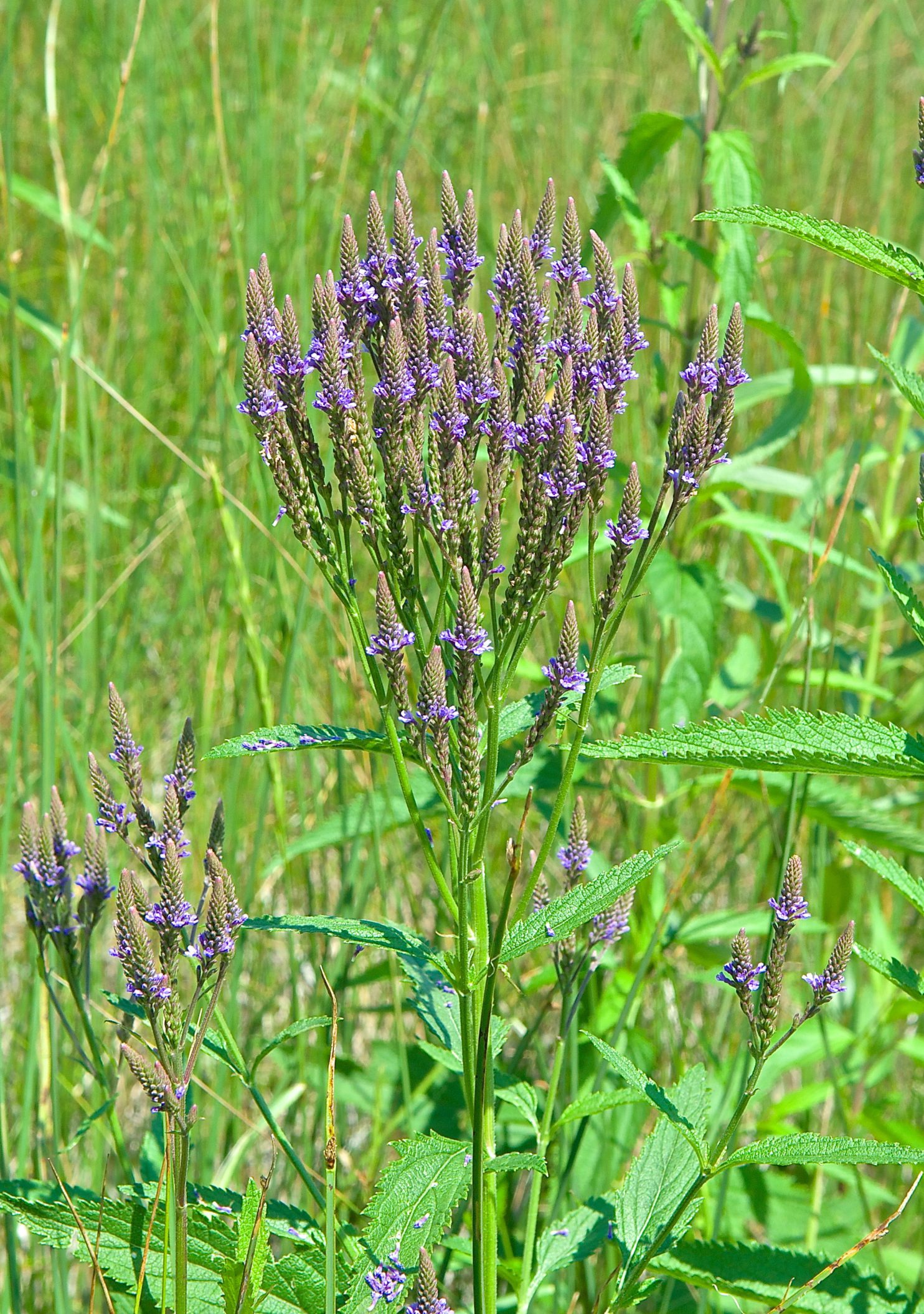 Blue Vervain (Swamp Verbena) Verbena hastata - Plants and Animals of ...