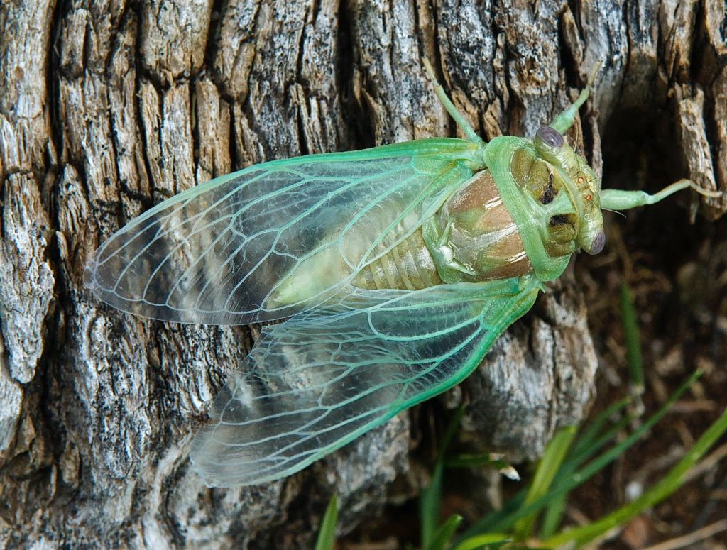 A Cicada Pupating - Plants and Animals of Northeast Colorado