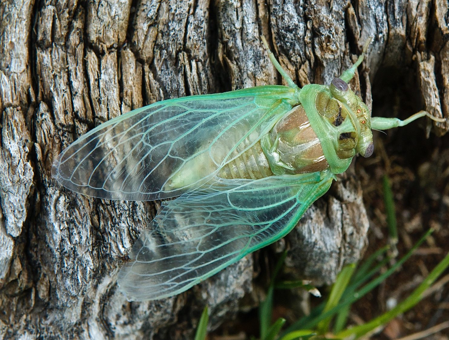 A Cicada Pupating - Plants and Animals of Northeast Colorado