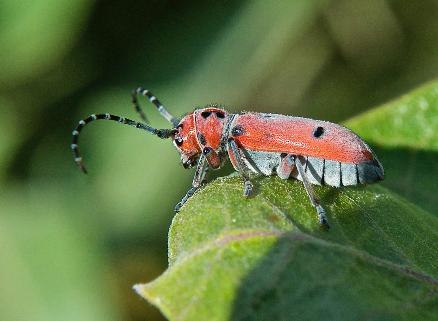 Beetles - Plants and Animals of Northeast Colorado