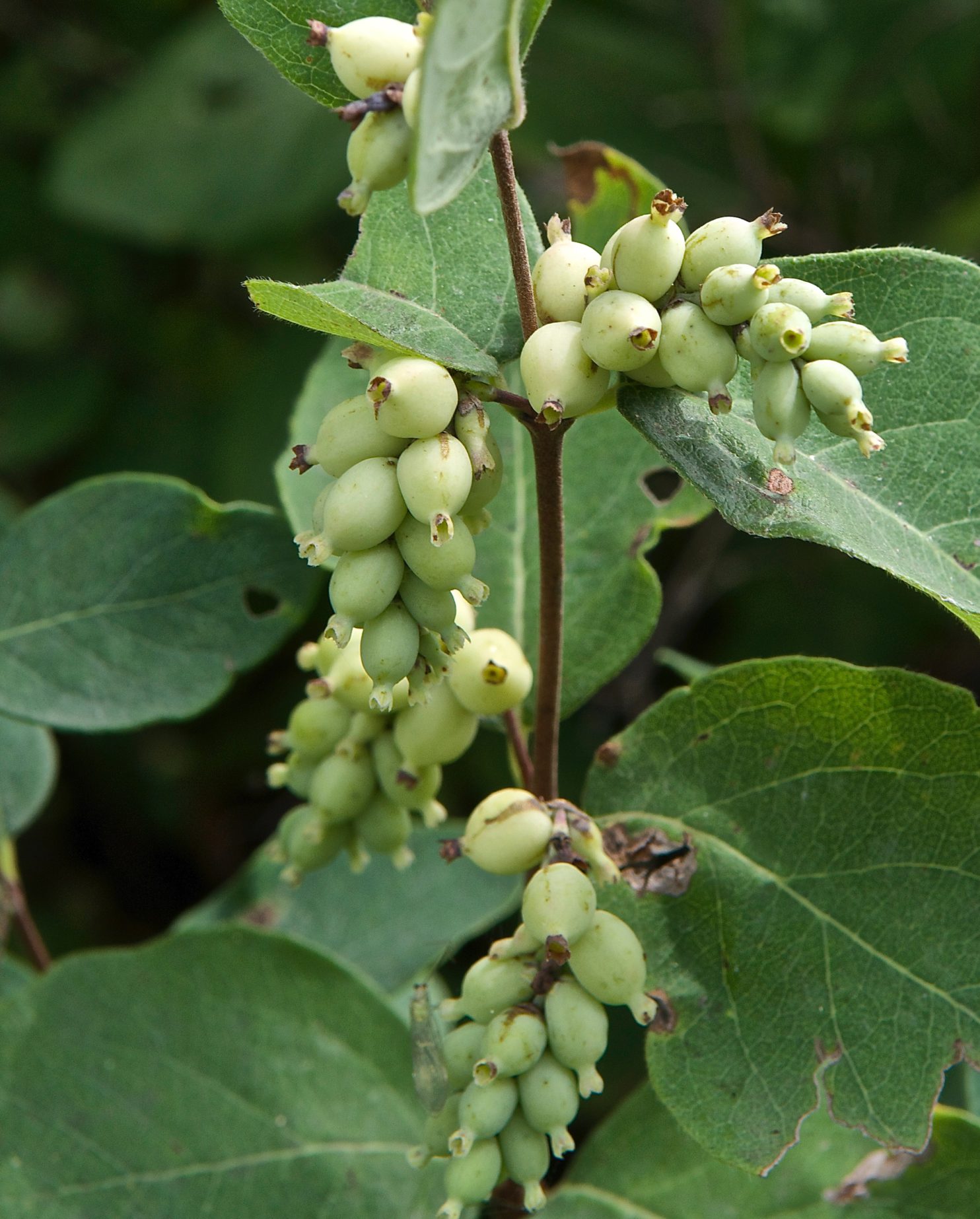 Western Snowberry (Symphoricarpos occidentalis) - Plants and Animals of ...