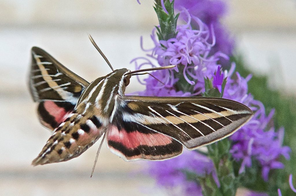 Caterpillars and Moths - Plants and Animals of Northeast Colorado