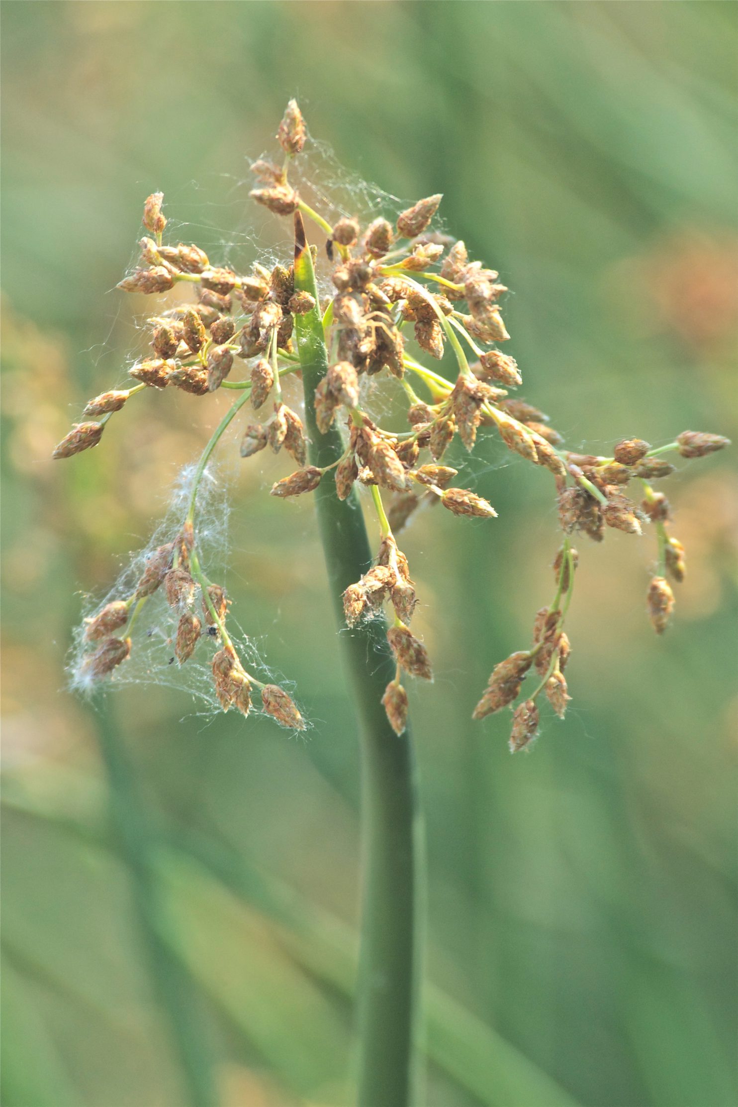 Great Bullrush - Plants and Animals of Northeast Colorado